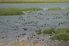 Los Pocitos II - PATAGONES